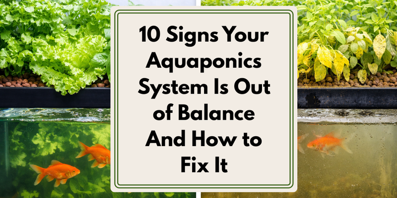 Guide to the Different Types of Aquaponics Systems - Go Green Aquaponics