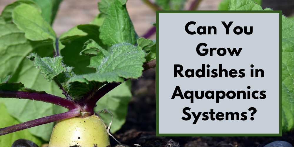 What is a Bell Siphon and Why We Use it in Aquaponics - Go Green Aquaponics