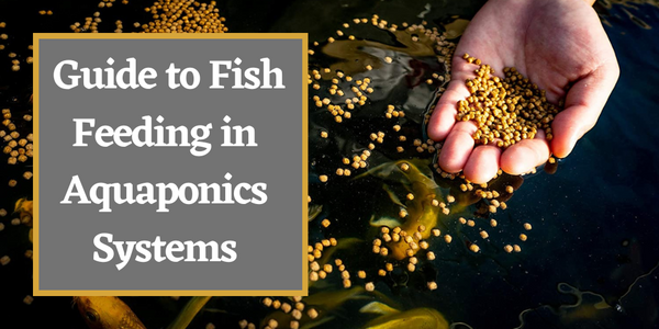 Guide to Fish Feeding in Aquaponics Systems - Go Green Aquaponics