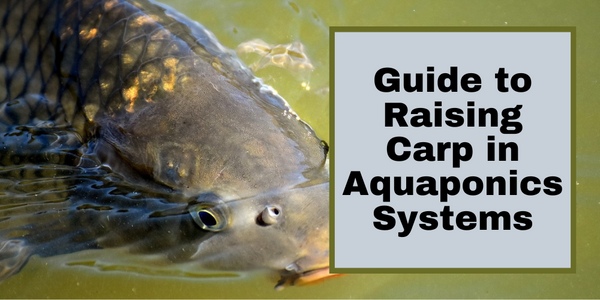 Guide to Raising Carp in Aquaponics Systems - Go Green Aquaponics