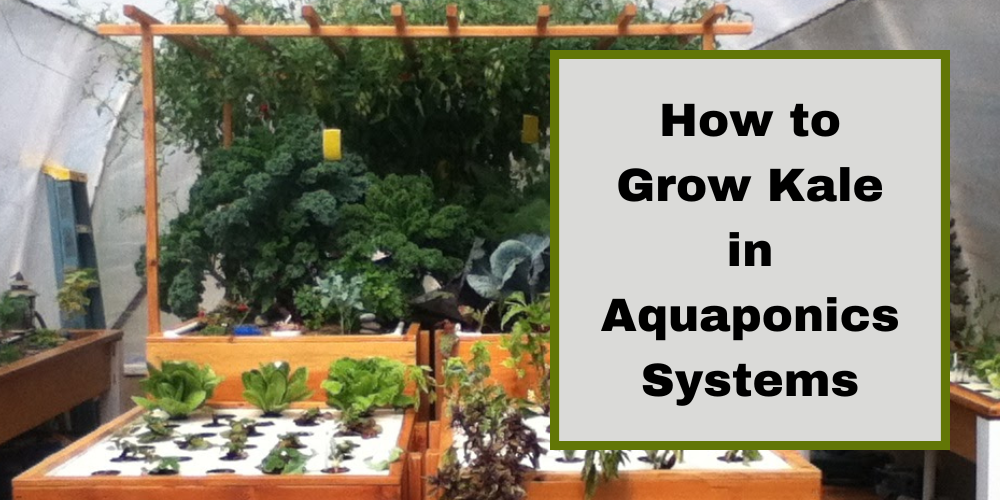 What is a Bell Siphon and Why We Use it in Aquaponics - Go Green Aquaponics
