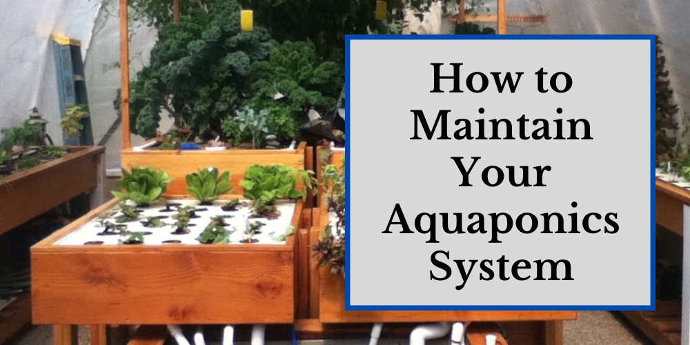 What is Aquaponics and How Does it Work? - Go Green Aquaponics