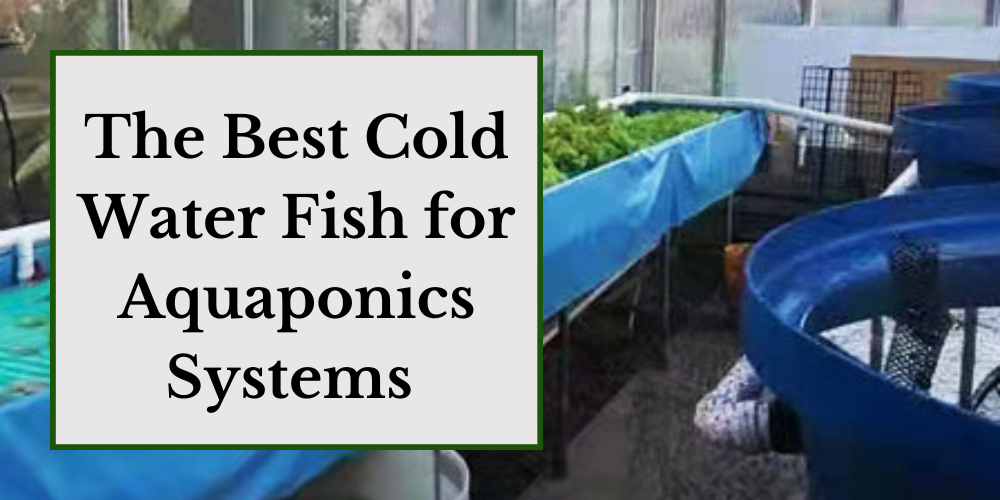 Cold Water Aquaponics Fish