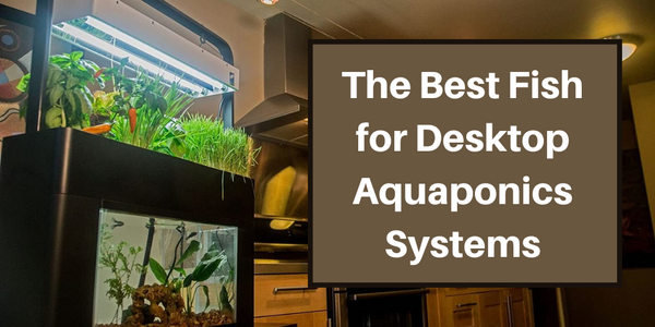 The Best Fish for Desktop Aquaponics Systems - Go Green Aquaponics