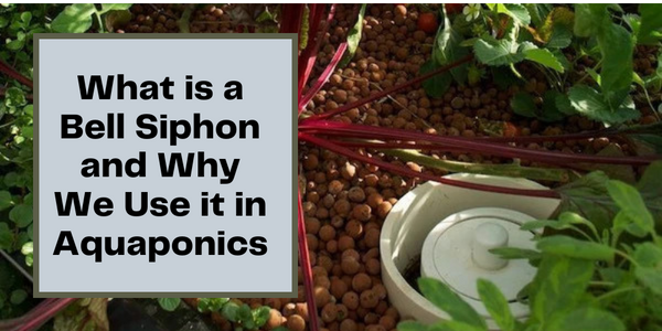 What is a Bell Siphon and Why We Use it in Aquaponics - Go Green Aquaponics