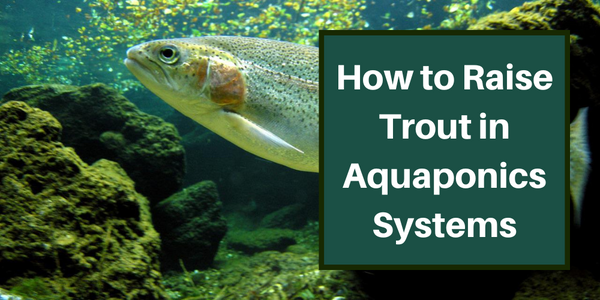How to Raise Trout in Aquaponics Systems - Go Green Aquaponics