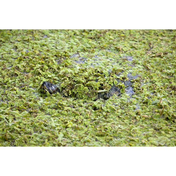 FREE SHIPPING 1000+ Duckweed - Indoor Grown Live Aquarium Lemna Minor ...